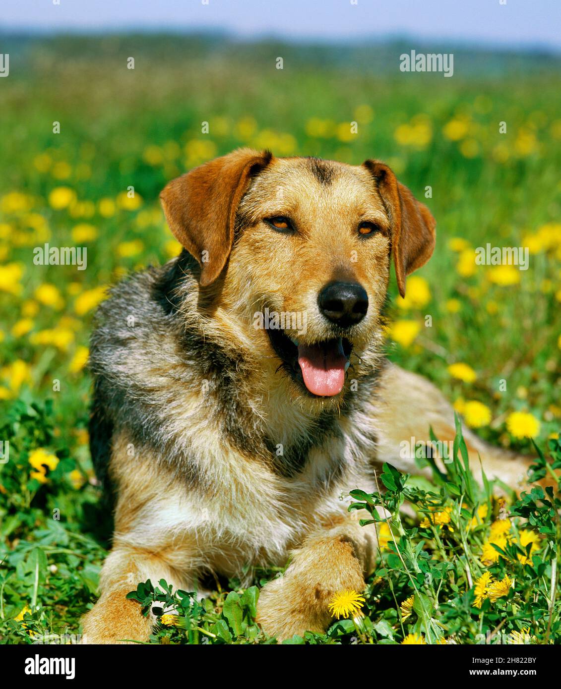 Dog laying male breed hi-res stock photography and images - Alamy