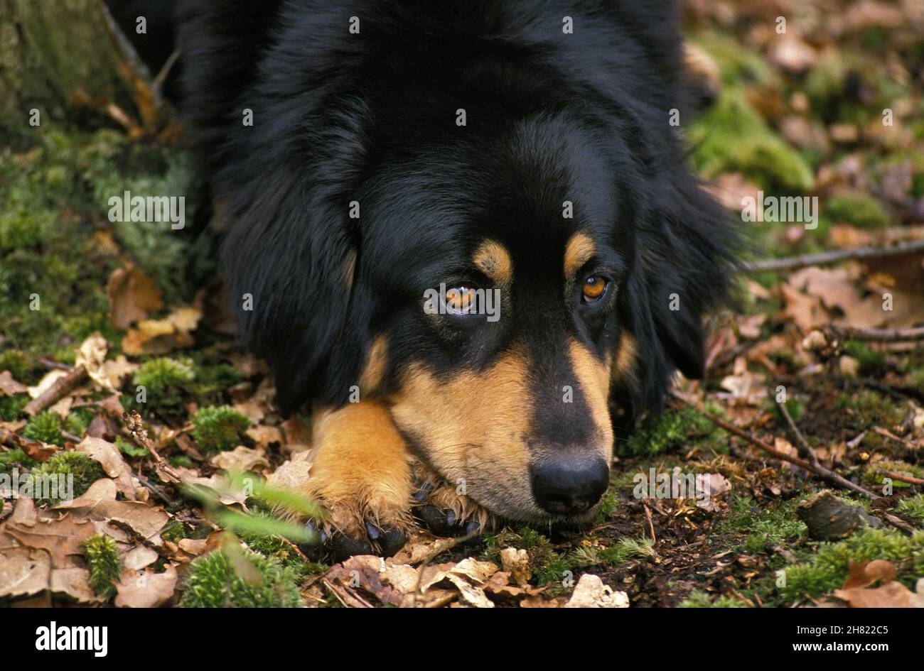 Tibetan mastiff dog hi-res stock photography and images - Alamy