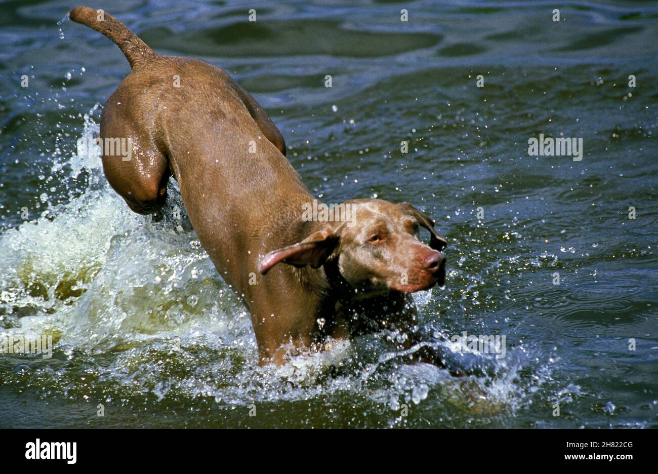 Weimar Pointer Dog playing in Water Stock Photo - Alamy