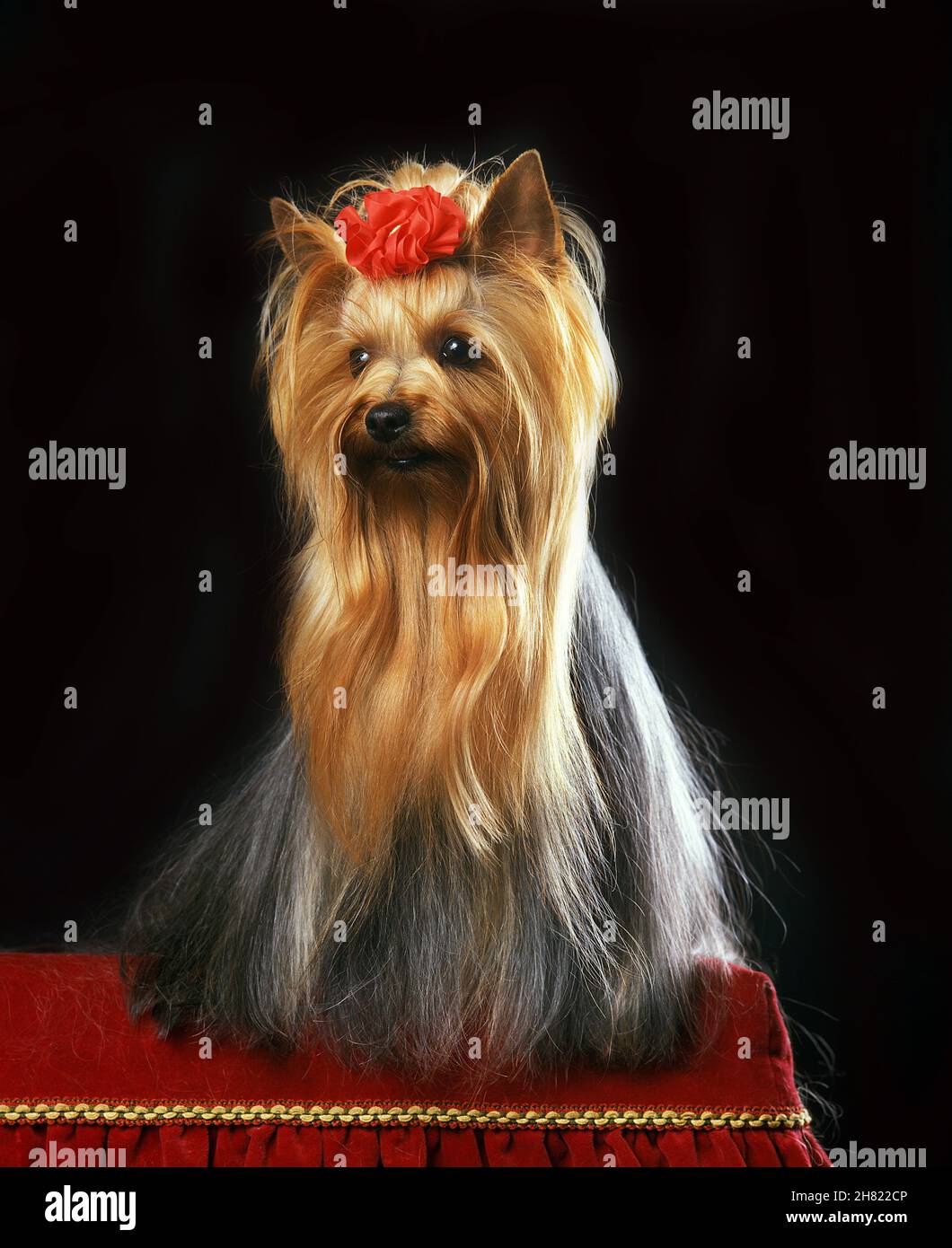 Yorkshire Terrier, Dog for Beauty Contest Stock Photo - Alamy
