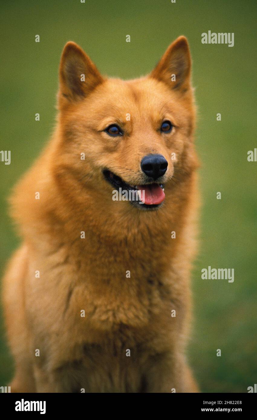 FINNISH SPITZ, PORTRAIT OF ADULT Stock Photo - Alamy