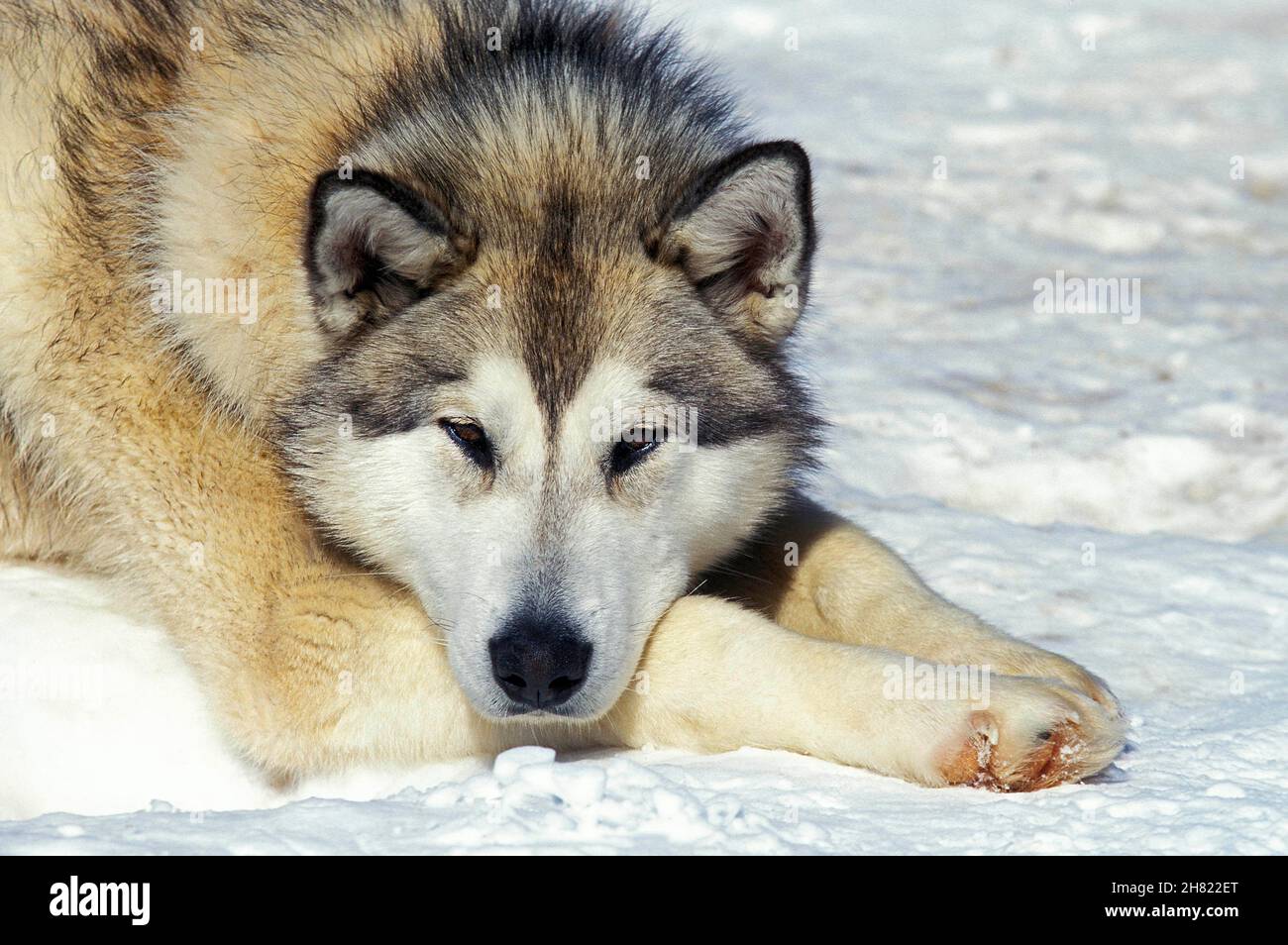 SIBERIAN HUSKY, ADULT LAYING DOWN ON SNOW Stock Photo - Alamy