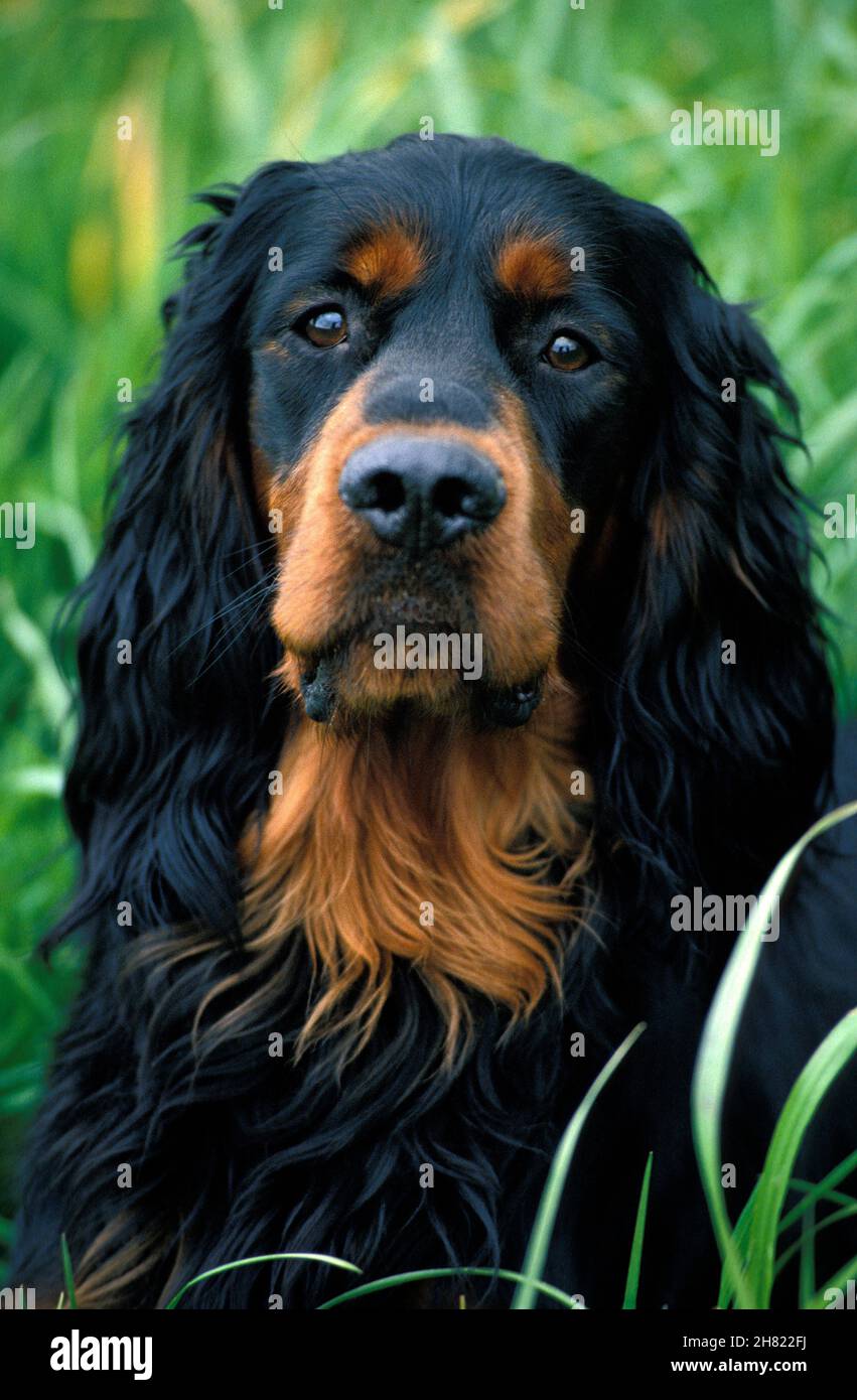 Gordon setter hi-res stock photography and images - Alamy