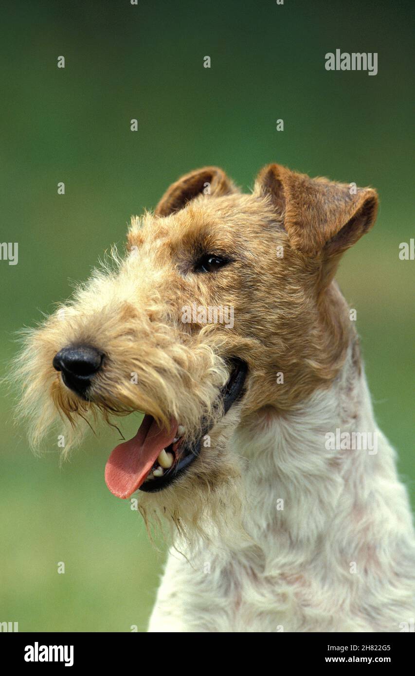 Wire haired fox terrier hi-res stock photography and images - Alamy