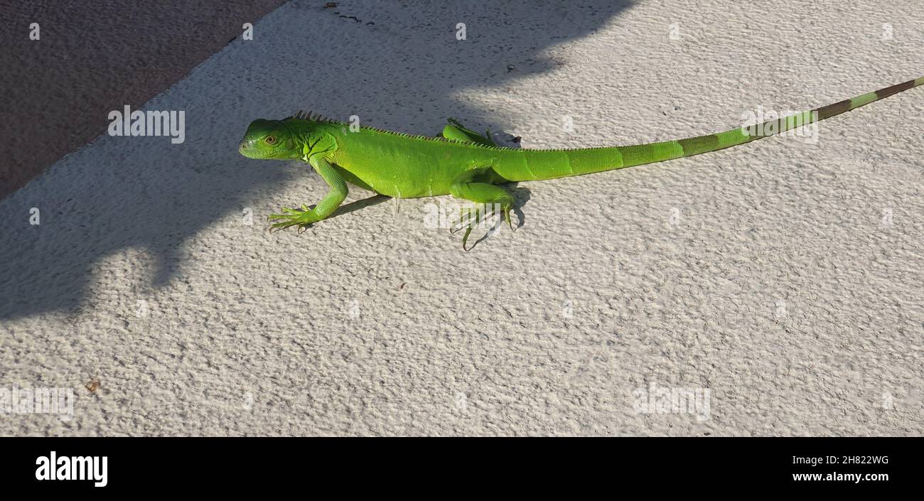 Big lizard hi-res stock photography and images - Alamy