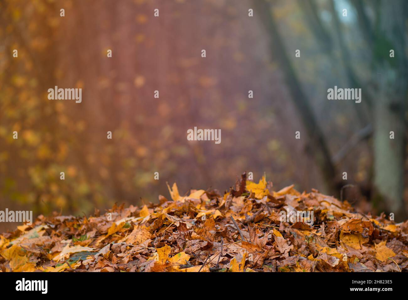 Falling autumn leaves natural background. Autumn leaves falling and ...