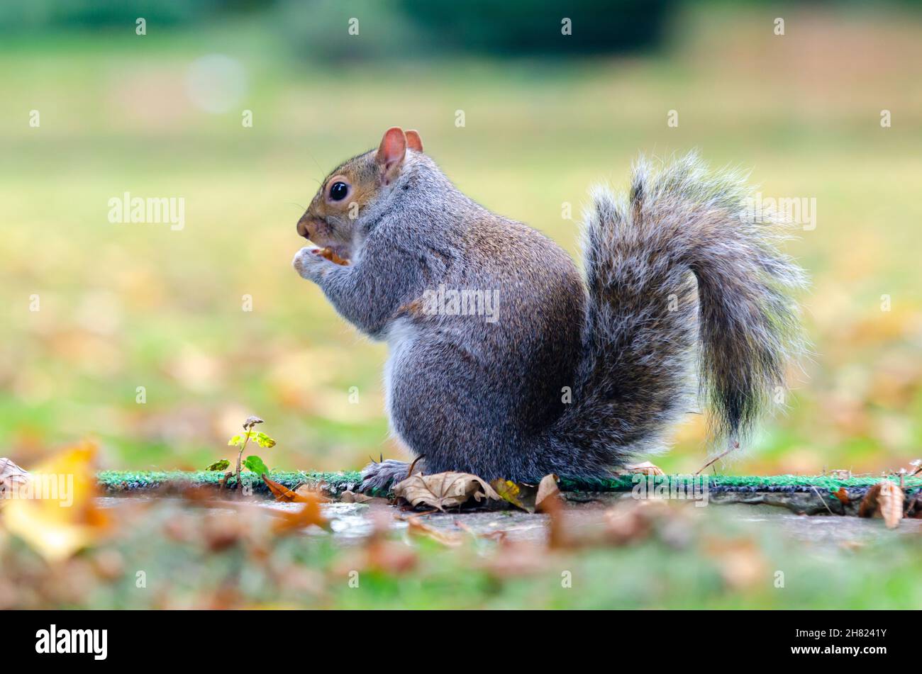 Grey squirrel standing up looking hi-res stock photography and images ...