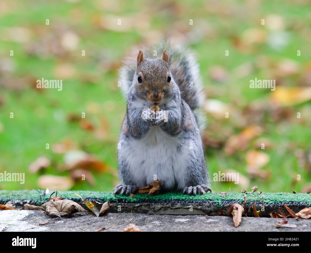 Squirrel standing up and munching on walnuts Stock Photo - Alamy