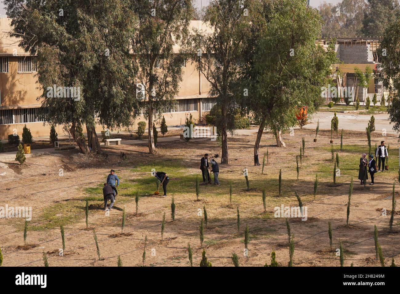 General view of the planted trees on the Northern Technical University ...