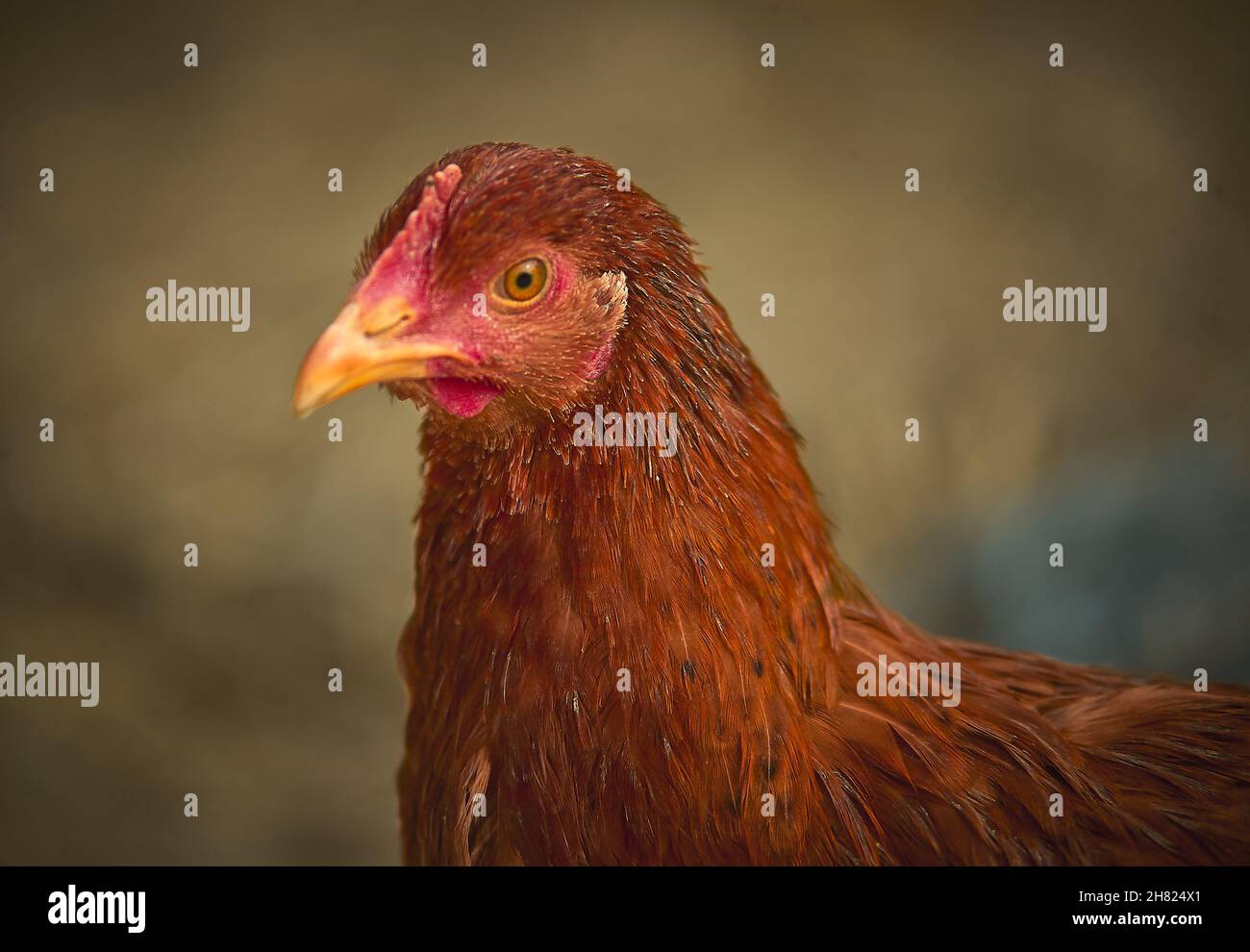 Chicken b hi-res stock photography and images - Alamy