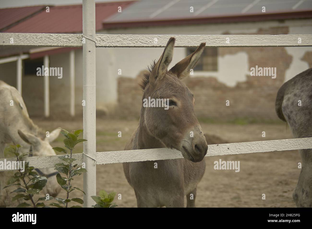 Donkey in captivity hi-res stock photography and images - Alamy