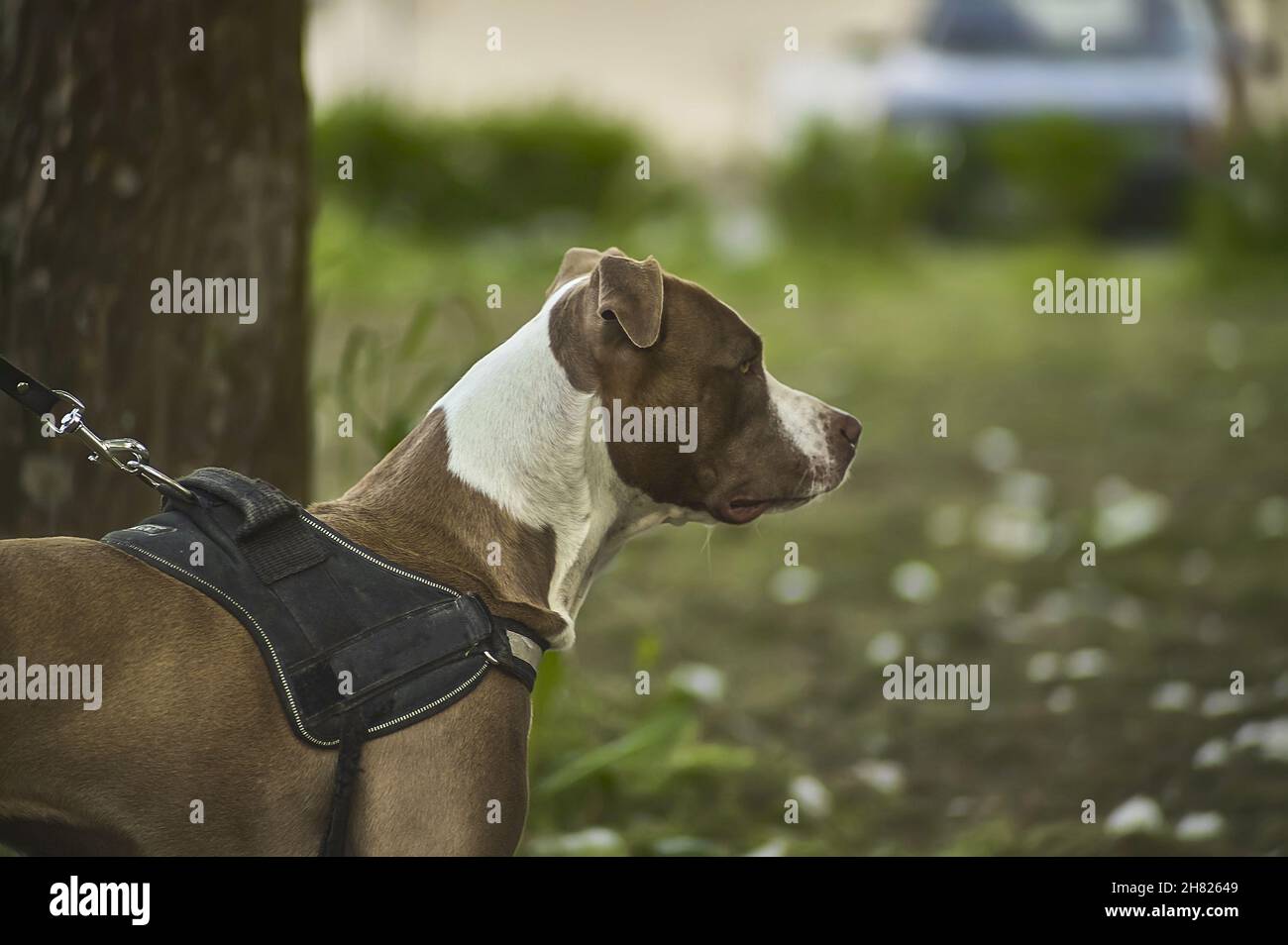 dog portrait detail Stock Photo - Alamy