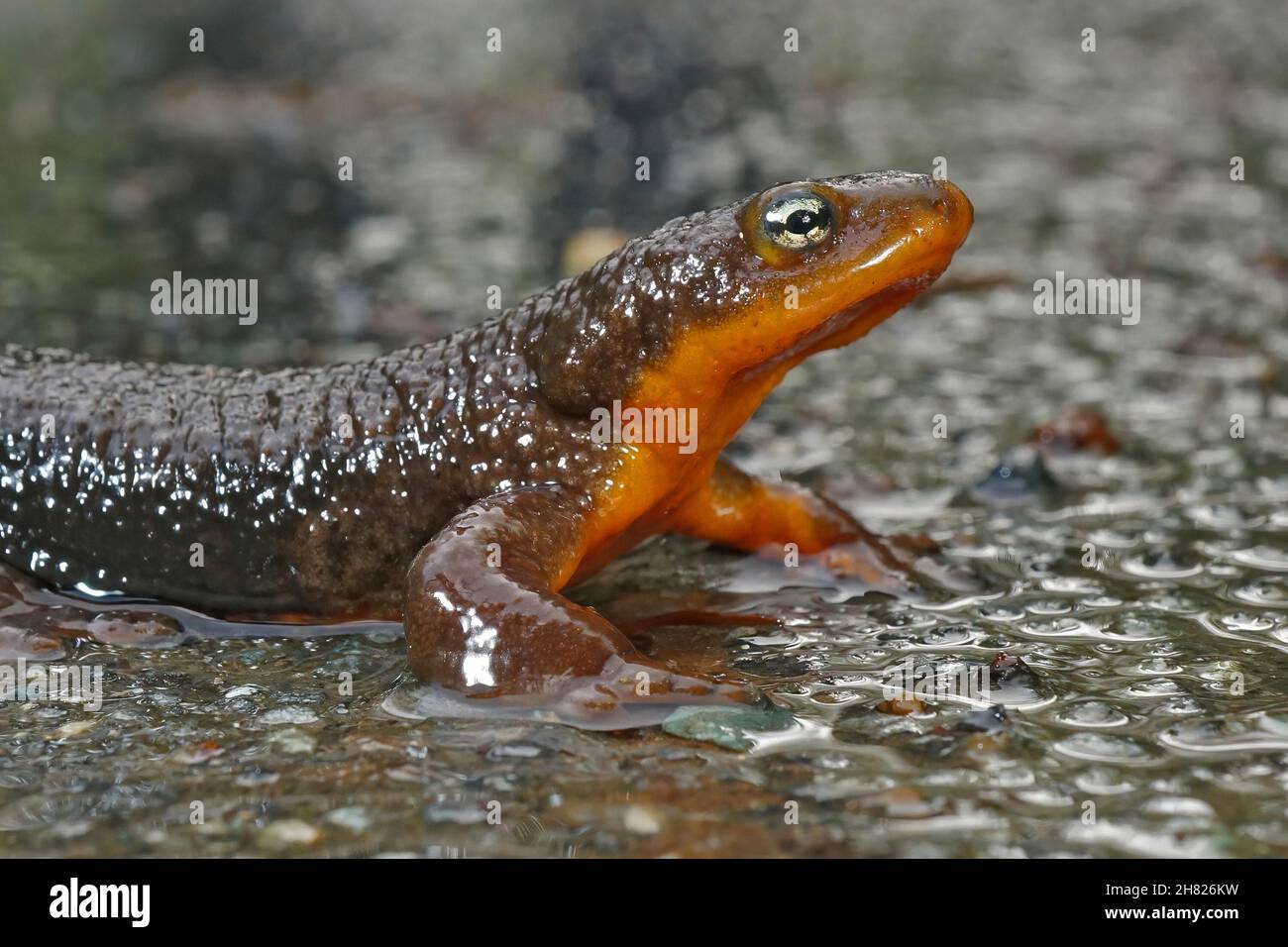 Newt crossing hi-res stock photography and images - Alamy
