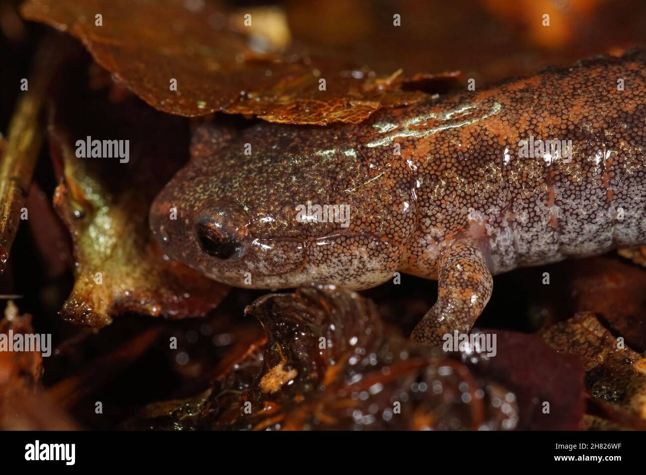 Northern red backed salamander hi-res stock photography and images - Alamy