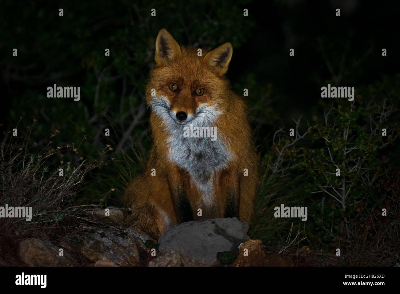 Red Fox Walking At Night