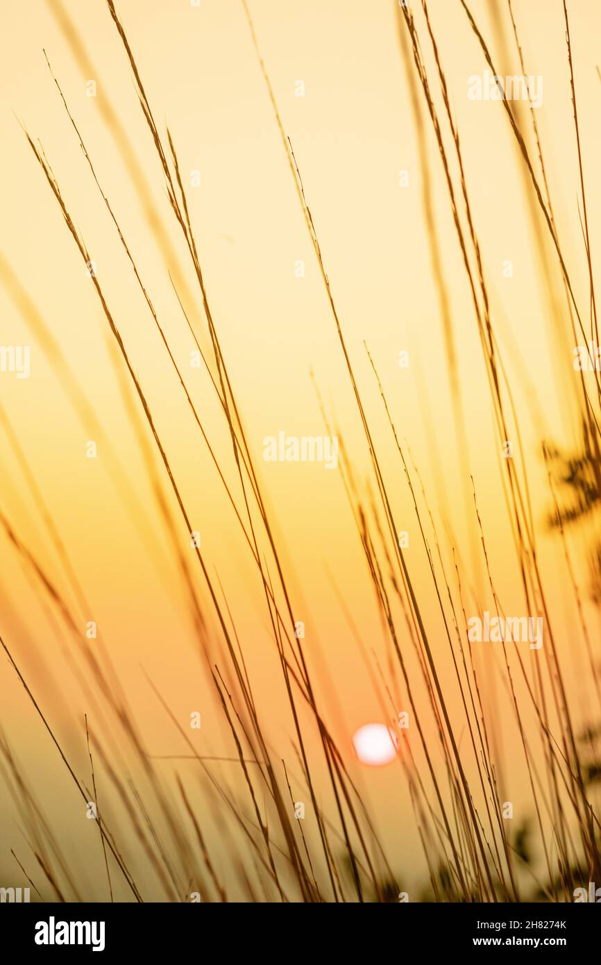 Gold grass growth nature plant plants sunny sunshine hi-res stock ...