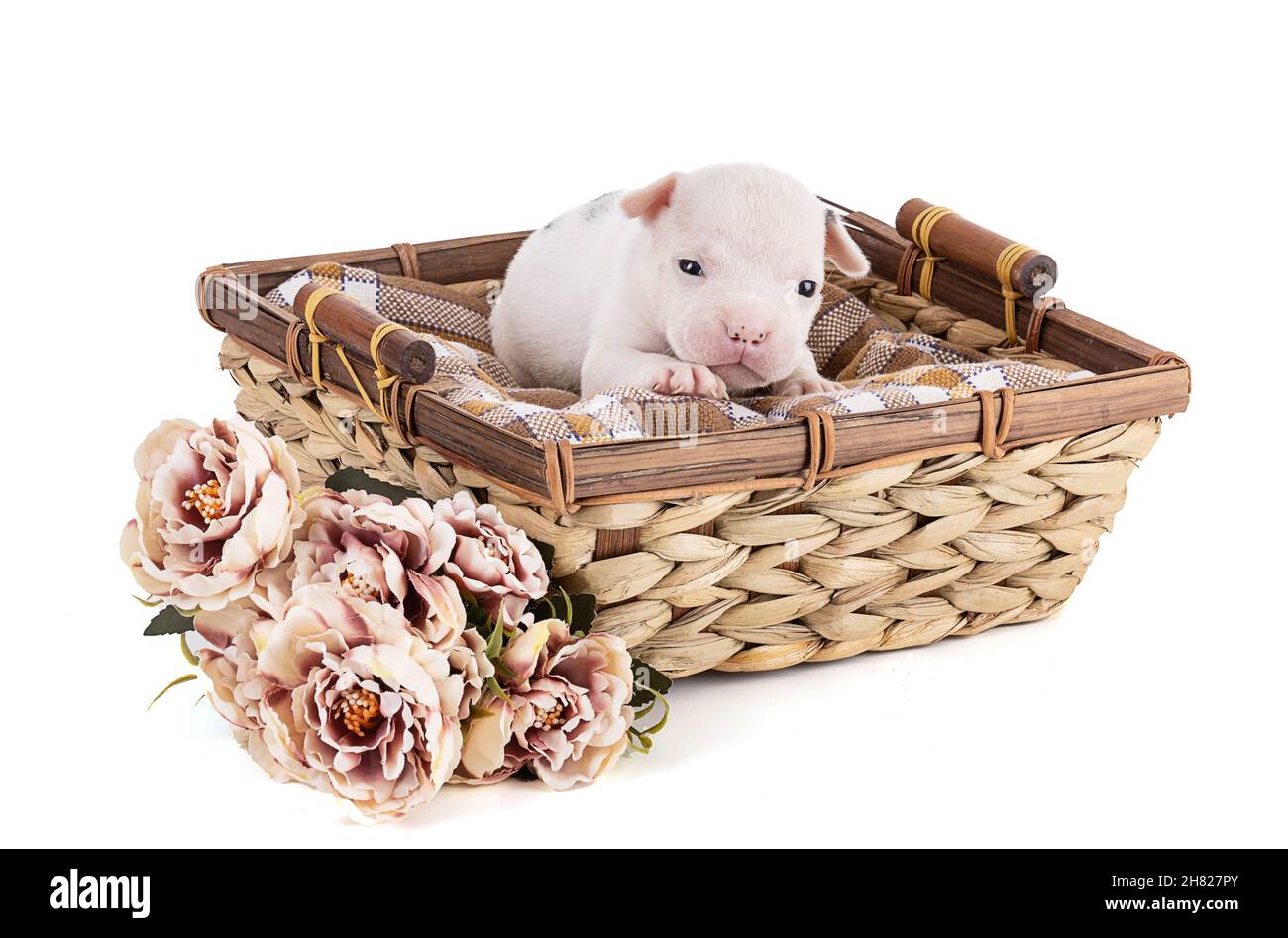 Portrait of american bully 3 week old puppy in a wicker basket on white ...