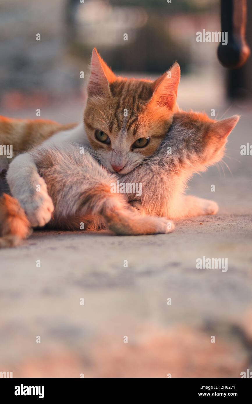 Vertical shot of two cute cats Stock Photo - Alamy