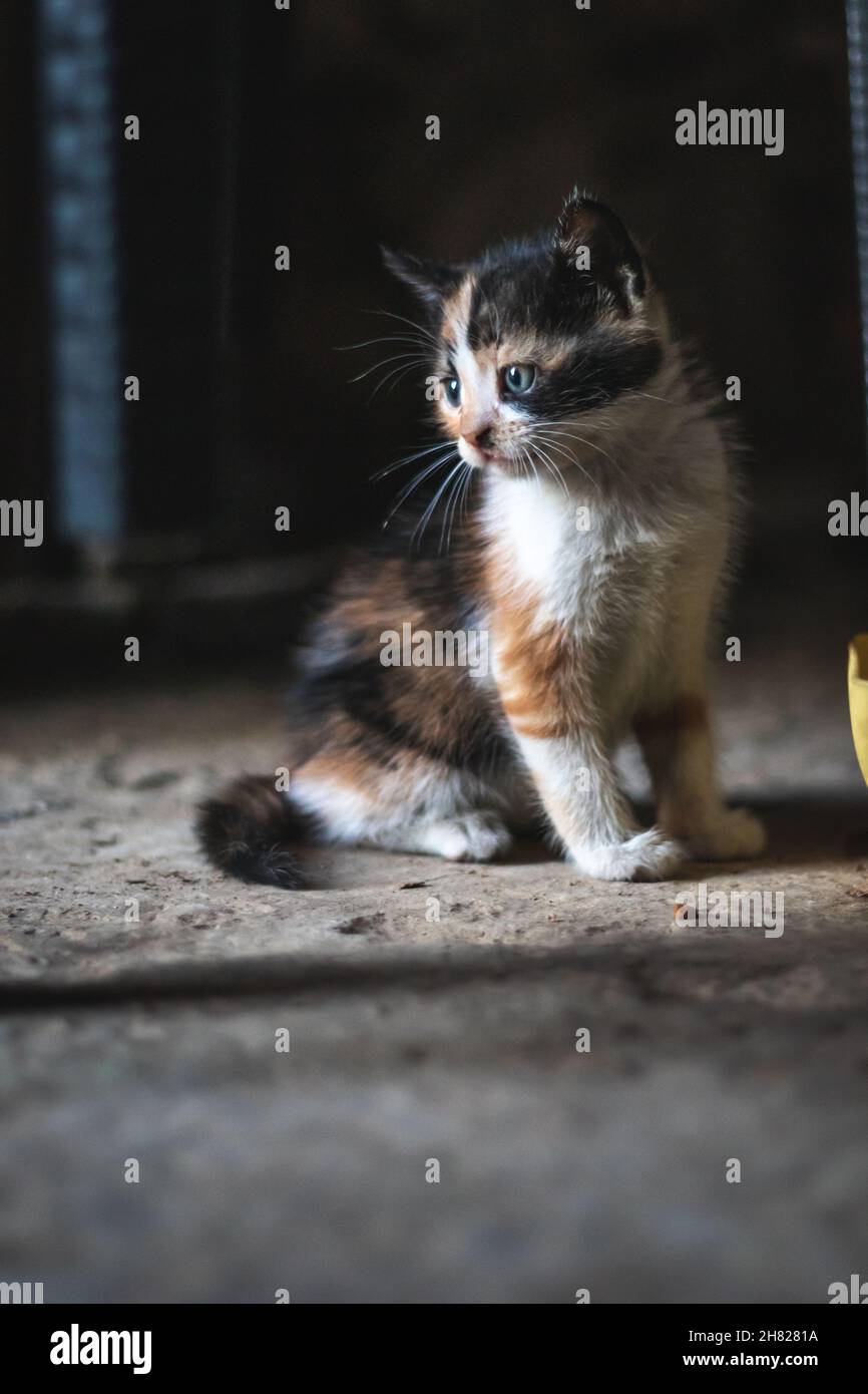 Cute vertical hi-res stock photography and images - Alamy