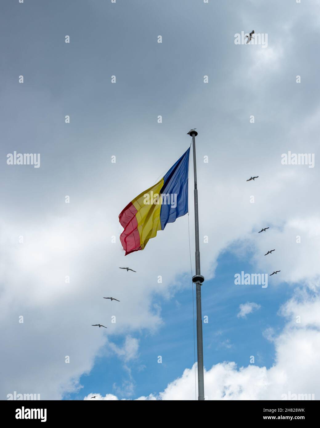 Flag birds hi-res stock photography and images - Alamy