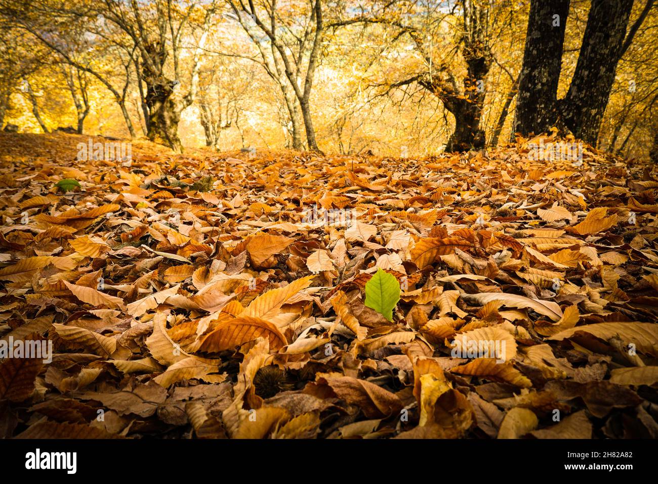 Chestnut forest in the Genal Valley, Spain Stock Photo - Alamy
