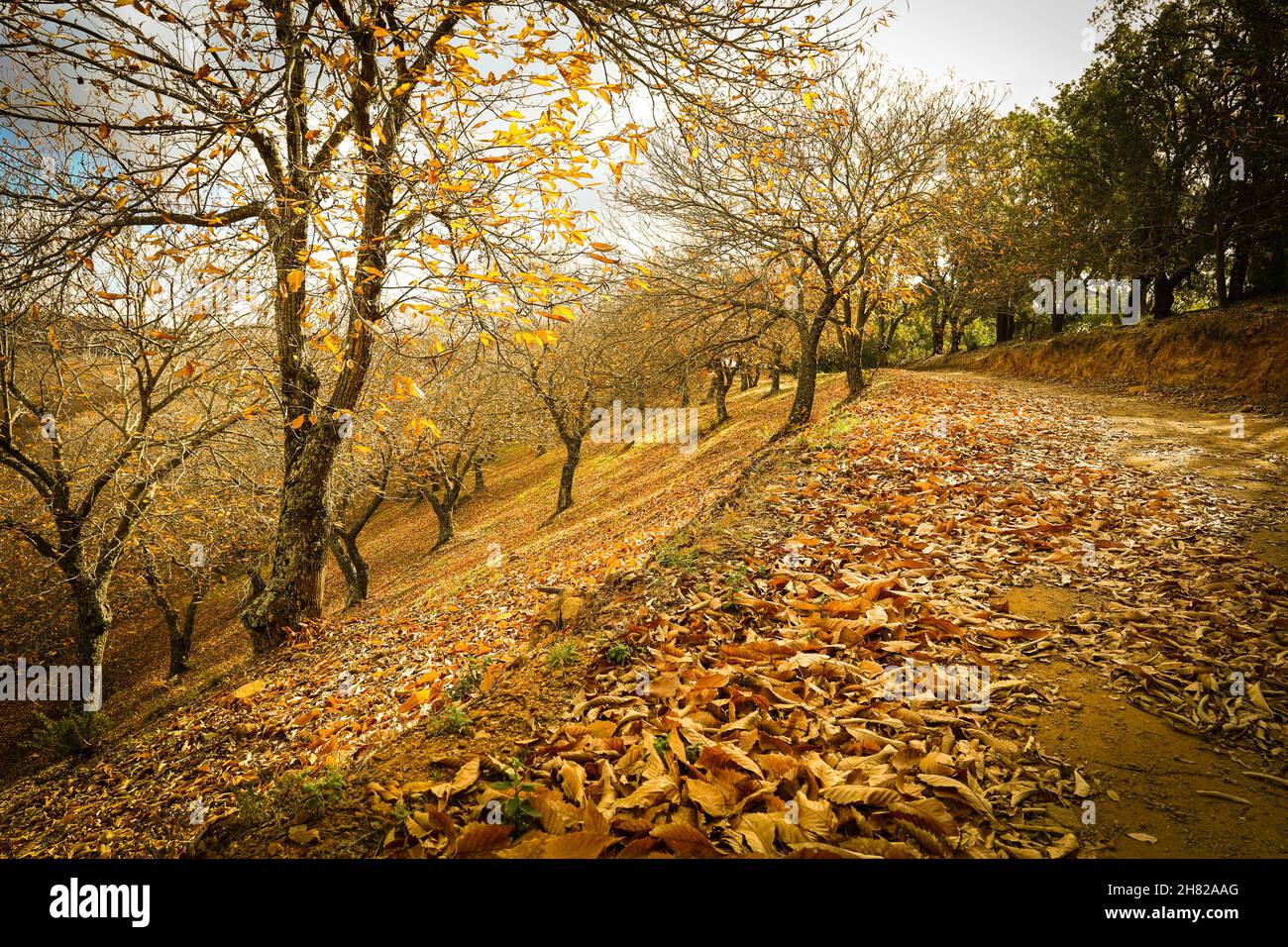Chestnut forest in the Genal Valley, Spain Stock Photo - Alamy