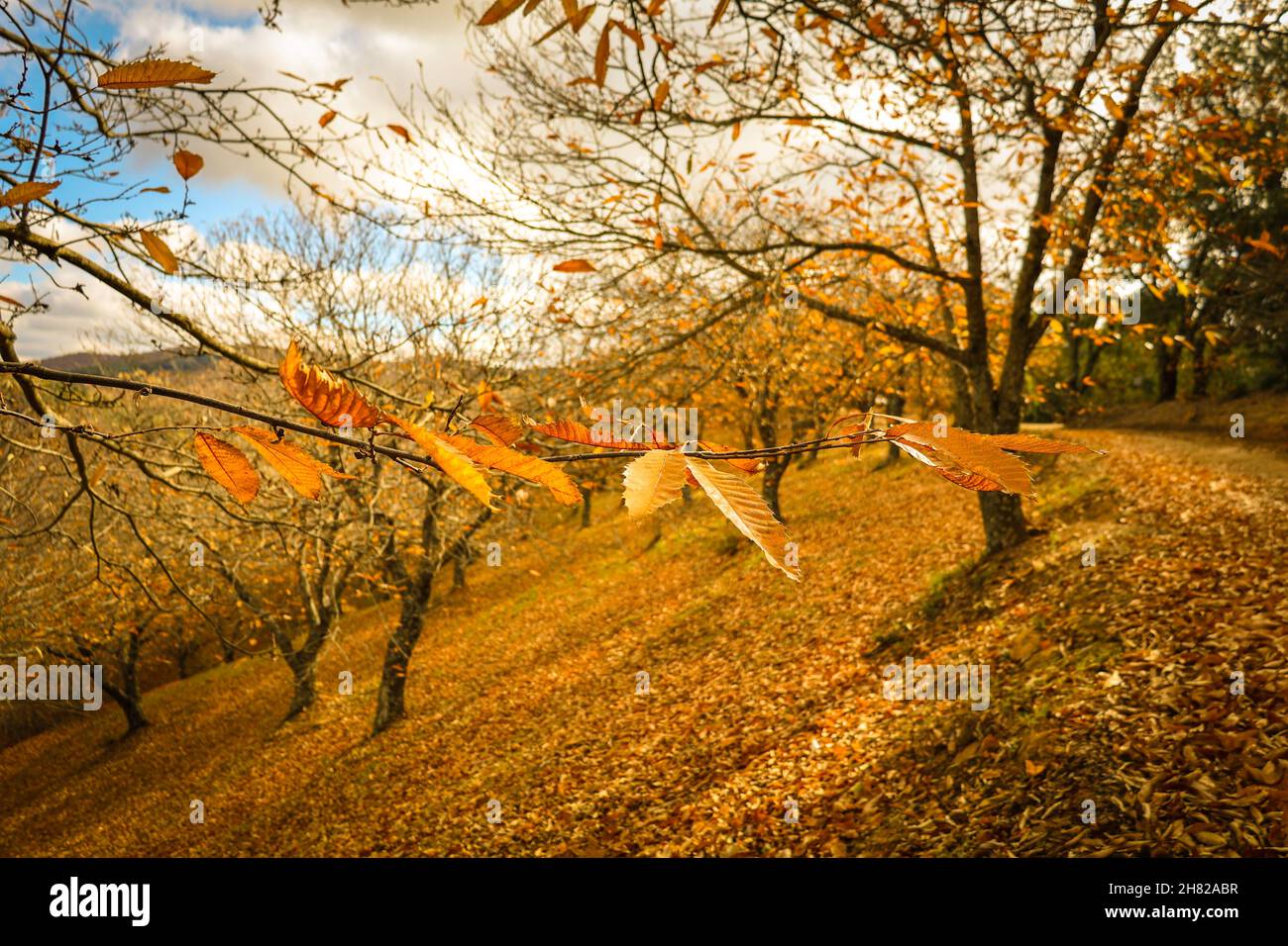 Autumn season in genal hi-res stock photography and images - Alamy