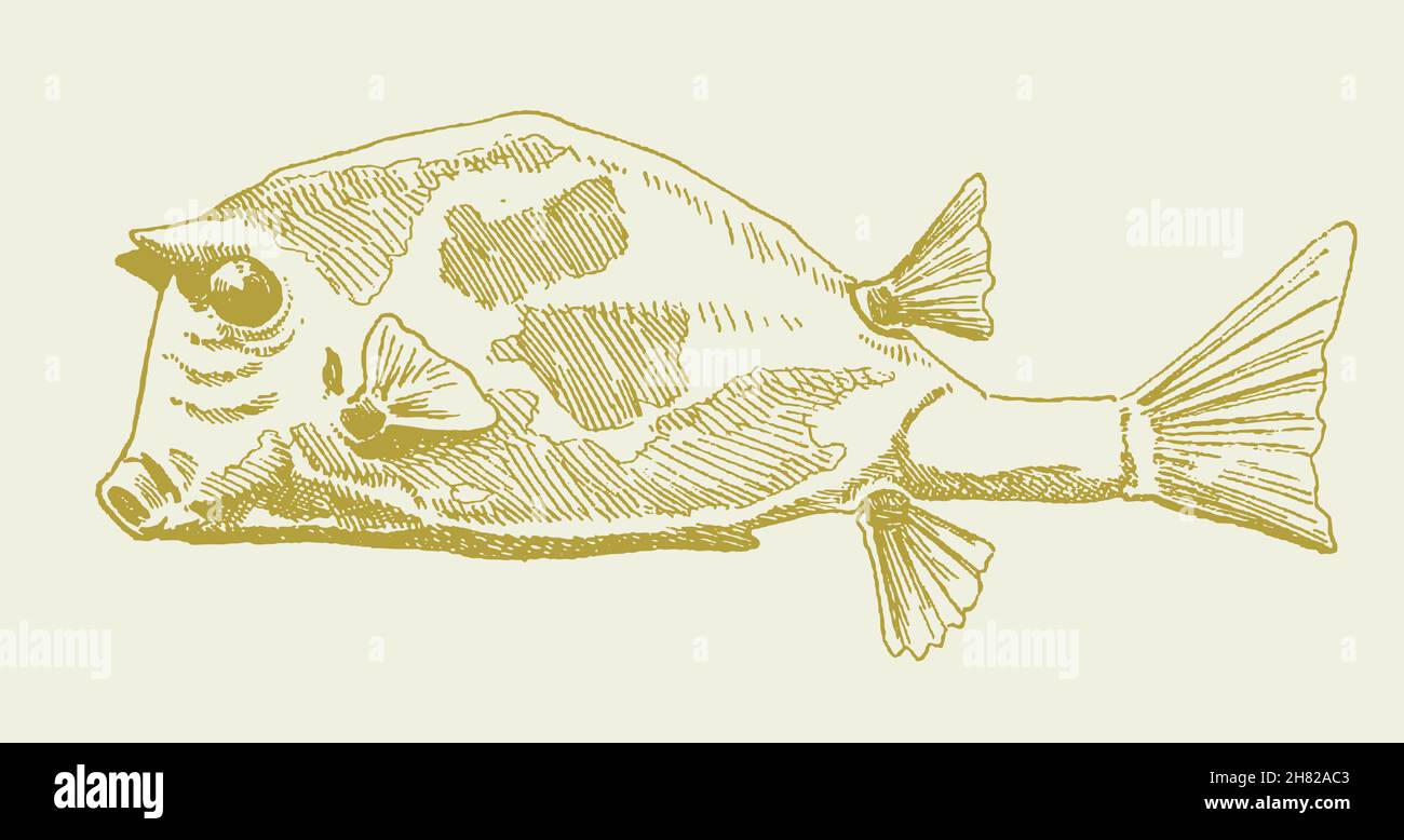 Scrawled cowfish acanthostracion quadricornis in profile view, after ...