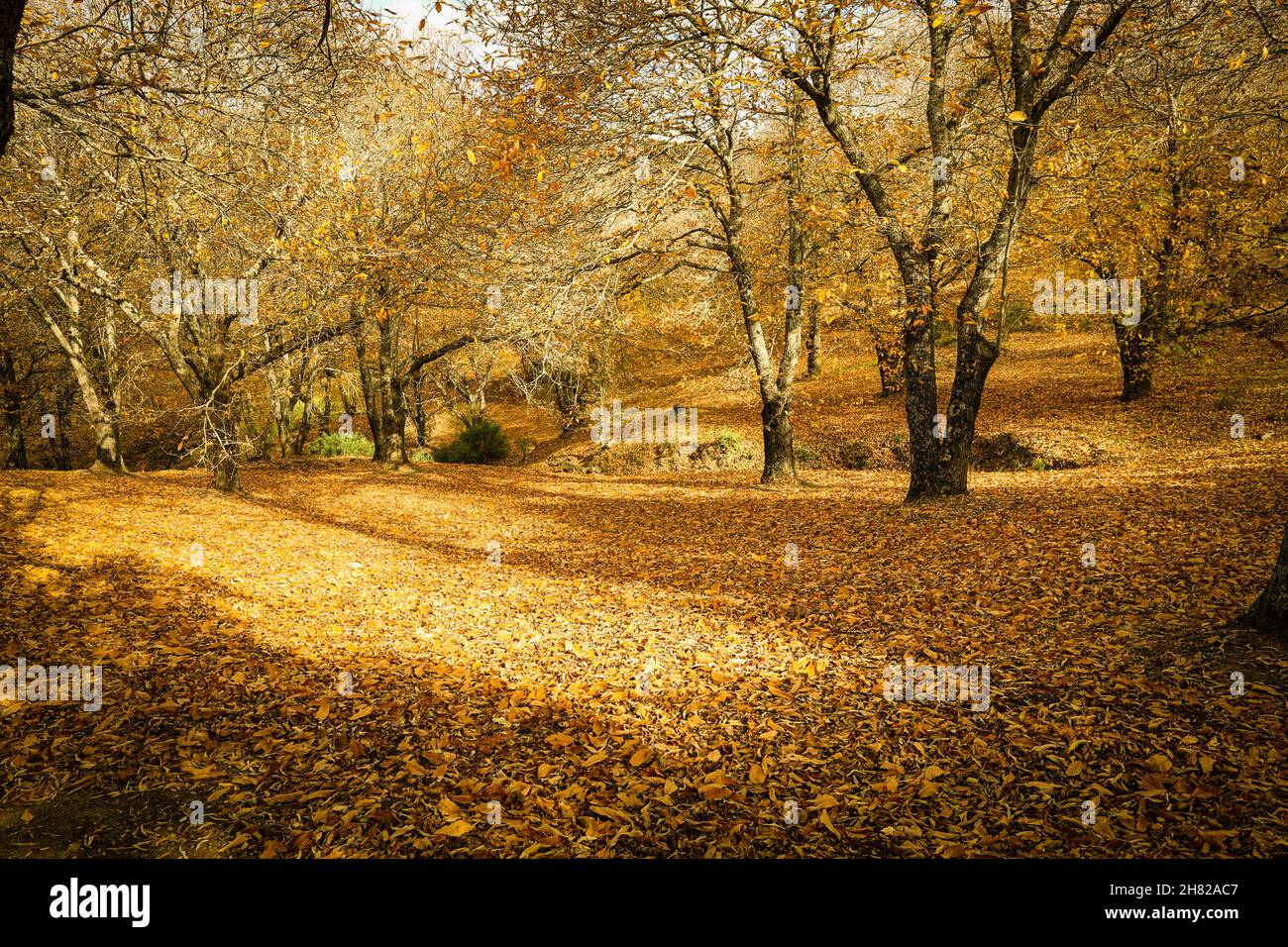 Chestnut forest in the Genal Valley, Spain Stock Photo - Alamy