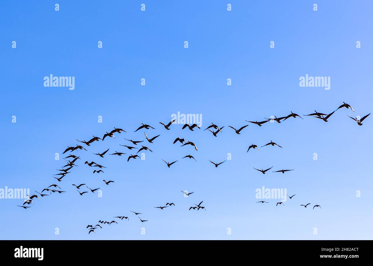 Canadian geese flying formation hi-res stock photography and images - Alamy