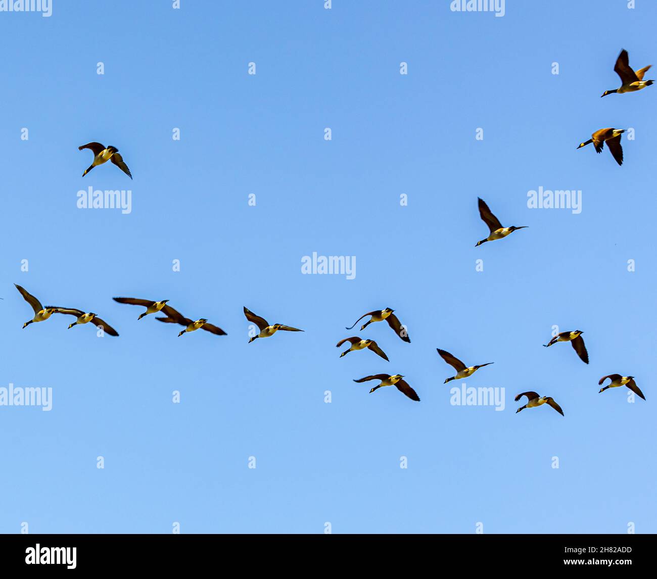 Geese flying in flock hi-res stock photography and images - Alamy