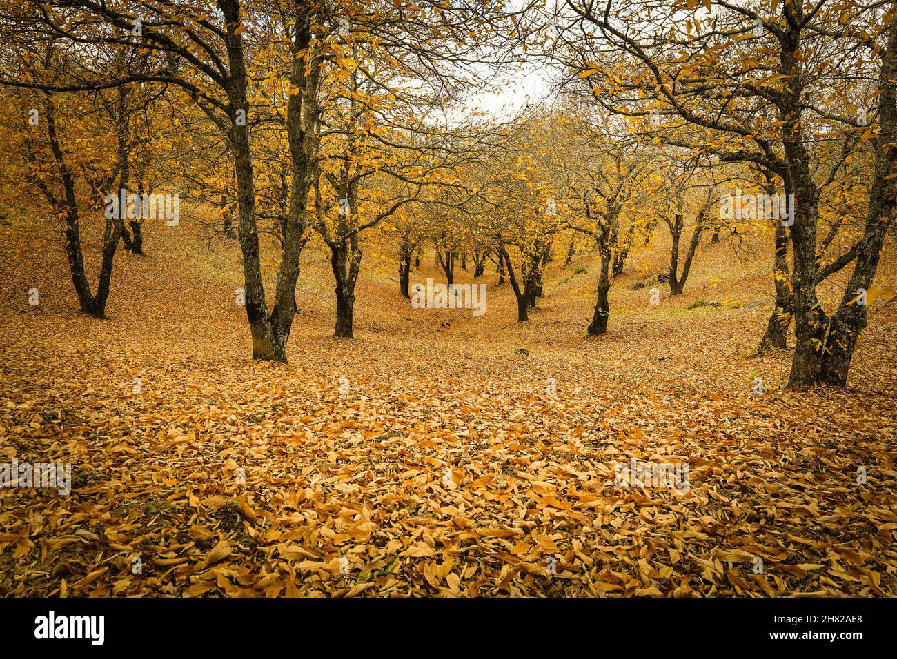 Chestnut forest in the Genal Valley, Spain Stock Photo - Alamy