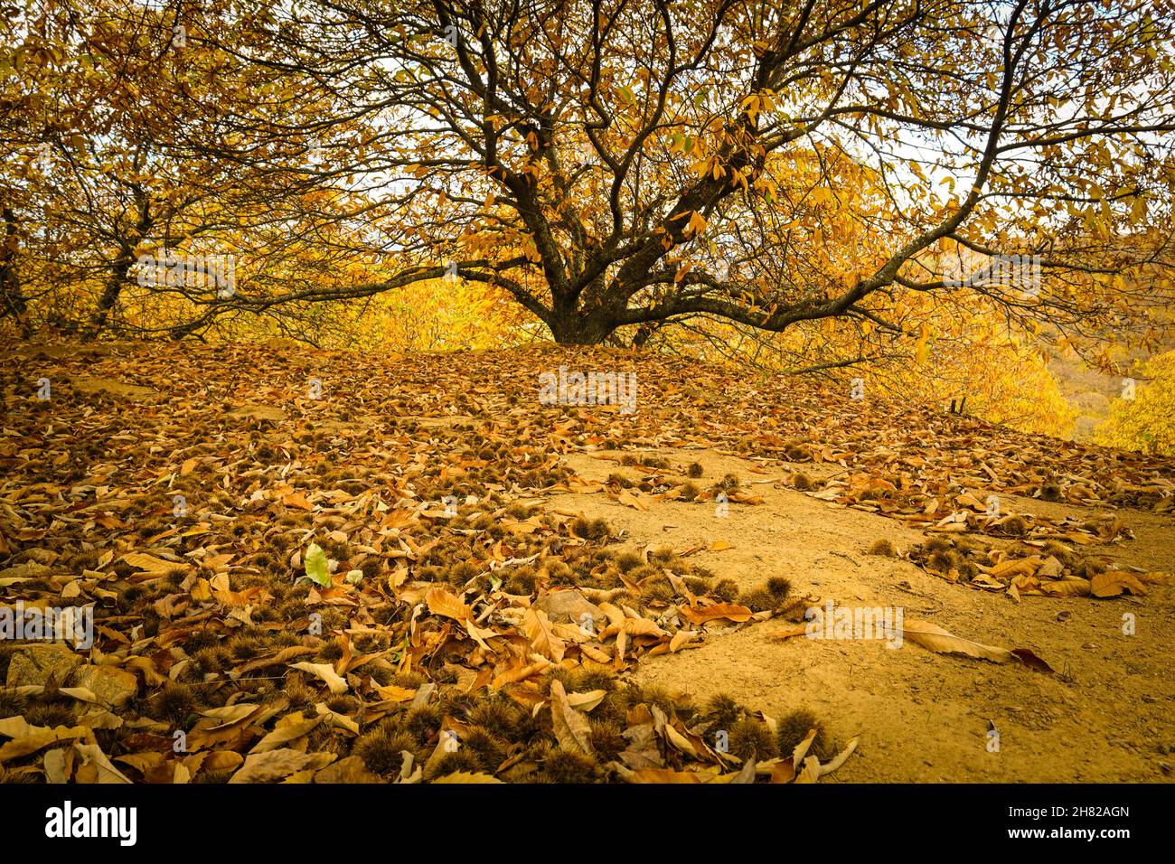 Chestnut forest in the Genal Valley, Spain Stock Photo - Alamy
