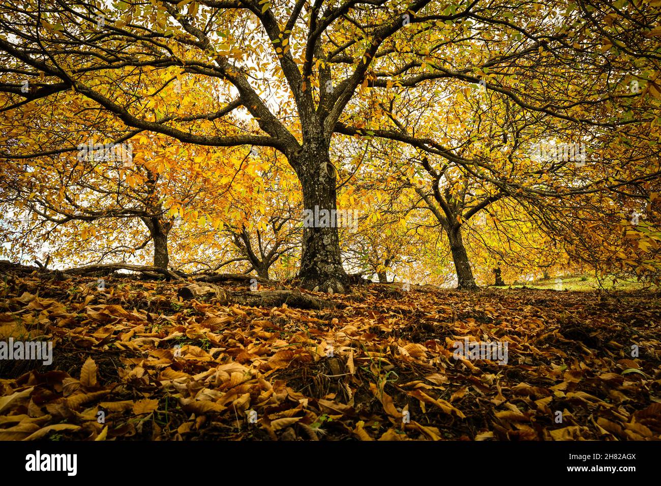 Chestnut forest in the Genal Valley, Spain Stock Photo - Alamy