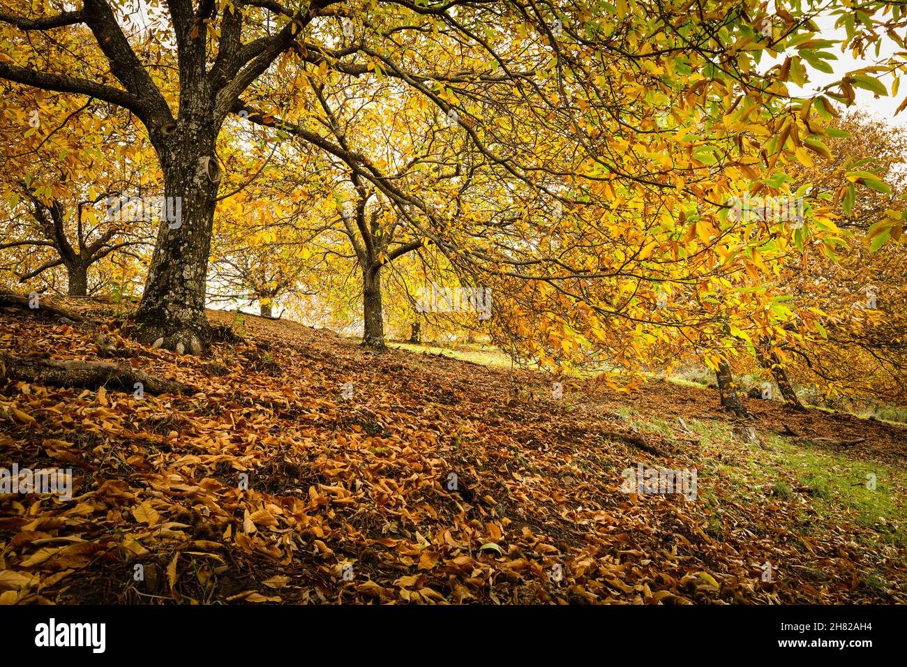 Chestnut forest in the Genal Valley, Spain Stock Photo - Alamy