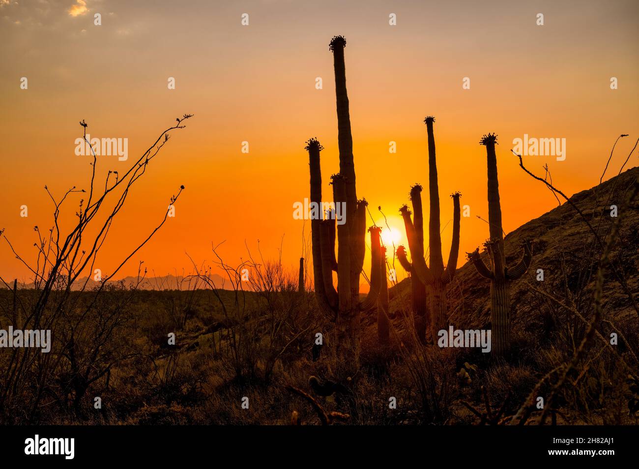 Tucson arizona sunset hi-res stock photography and images - Alamy