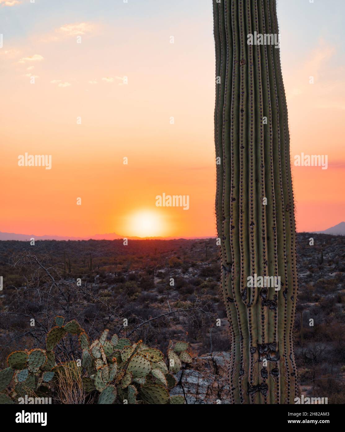 Vibrant orange sunset in Saguaro National Park East in Tucson, Arizona ...