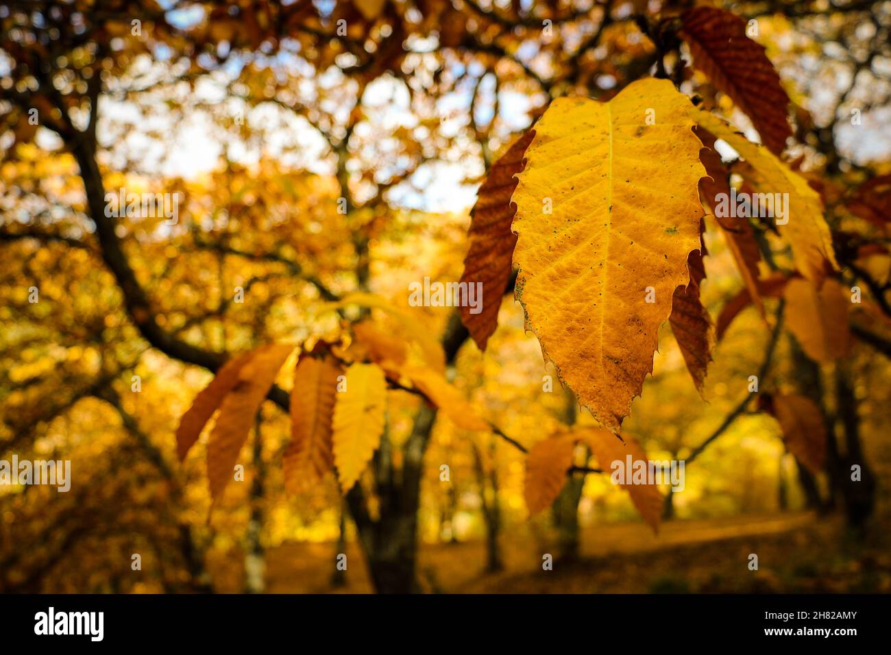 Chestnut forest in the Genal Valley, Spain Stock Photo - Alamy