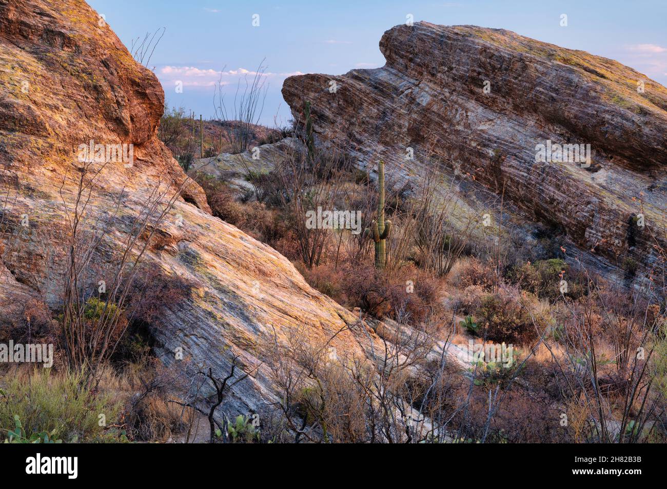 Scenic desert landscape with saguaro cactus between rocks Stock Photo ...