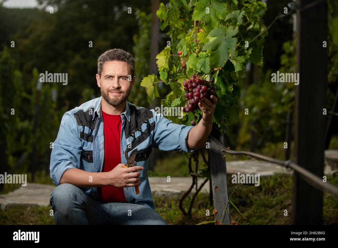 vinedresser cutting grapes bunch. male vineyard owner. professional ...