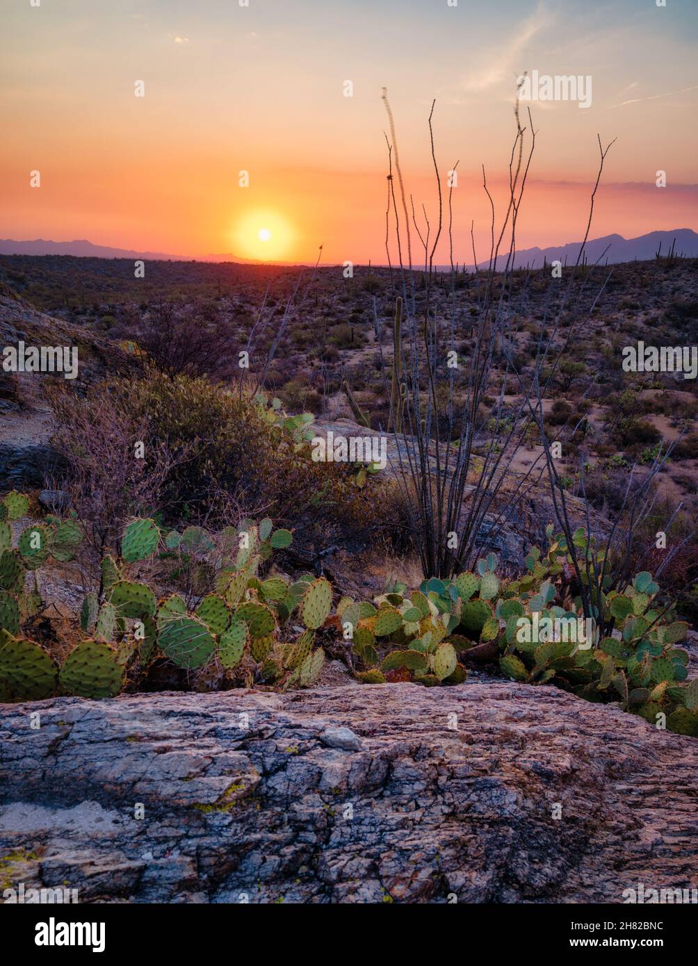 Desert sunset in sonoran desert hi-res stock photography and images - Alamy