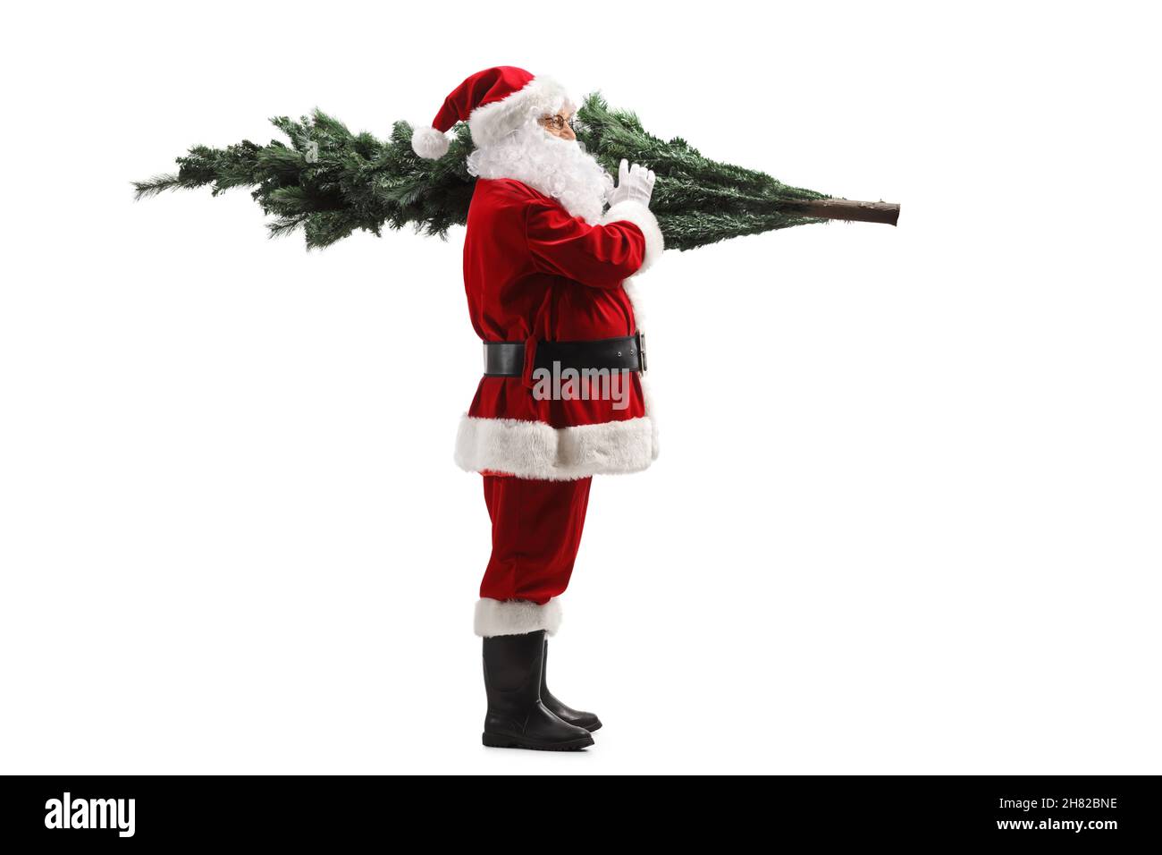 Full length profile shot of Santa Claus holding a christmas tree on his ...