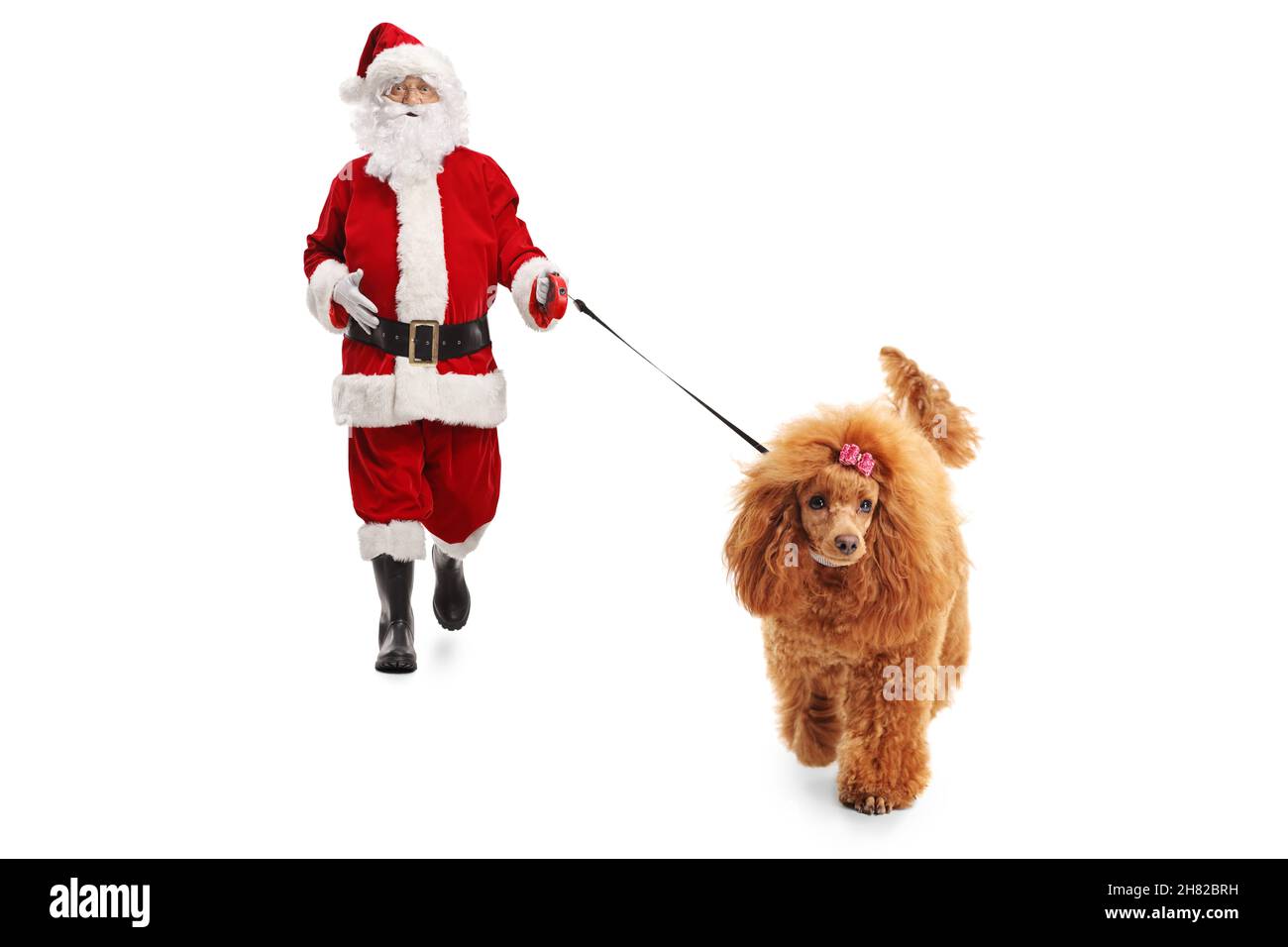 Santa claus with a red poodle dog walking towards camera isolated on ...