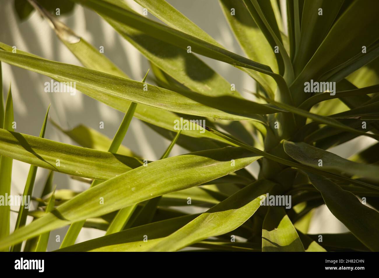 Long leaves succulent hi-res stock photography and images - Alamy
