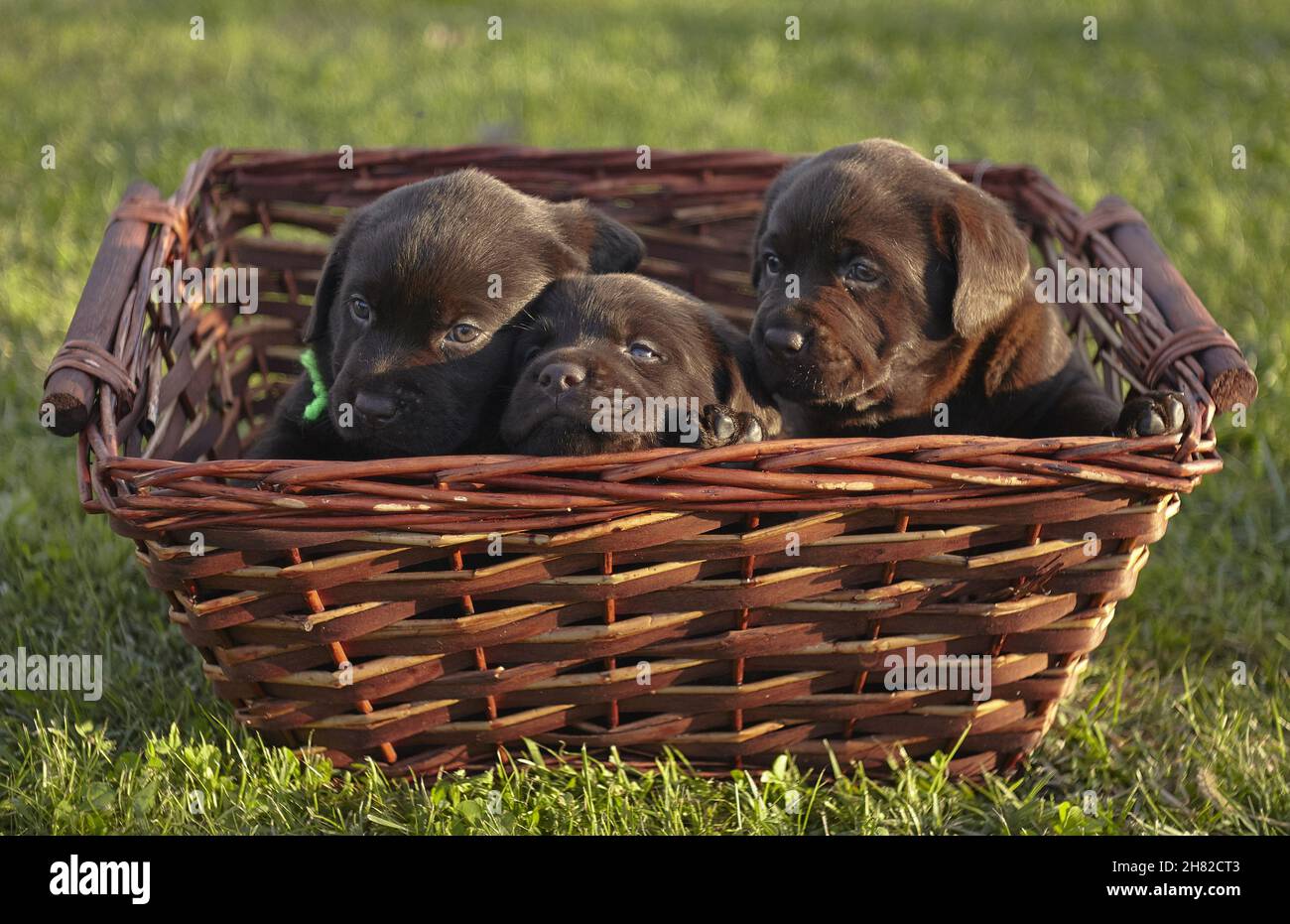 Labrador dog puppy detai Stock Photo - Alamy