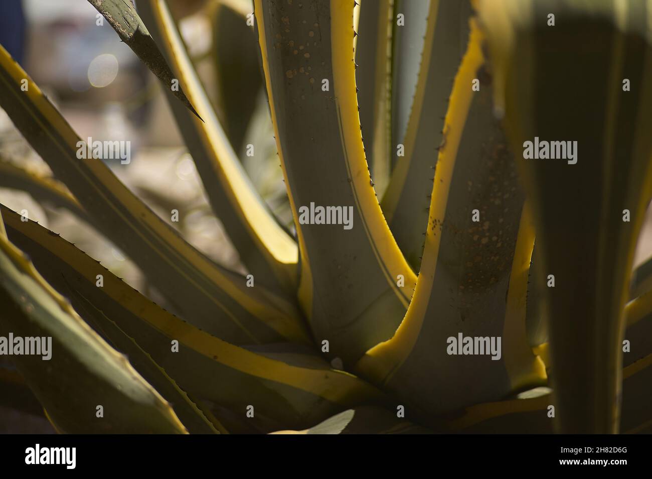 Wilting cactus hi-res stock photography and images - Alamy
