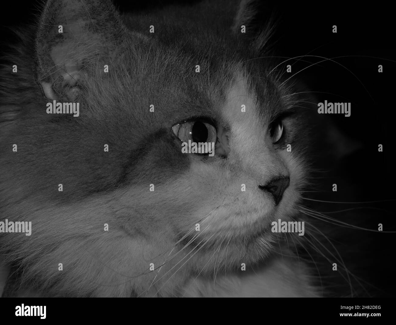 Cat baby in black Black and White Stock Photos & Images - Alamy
