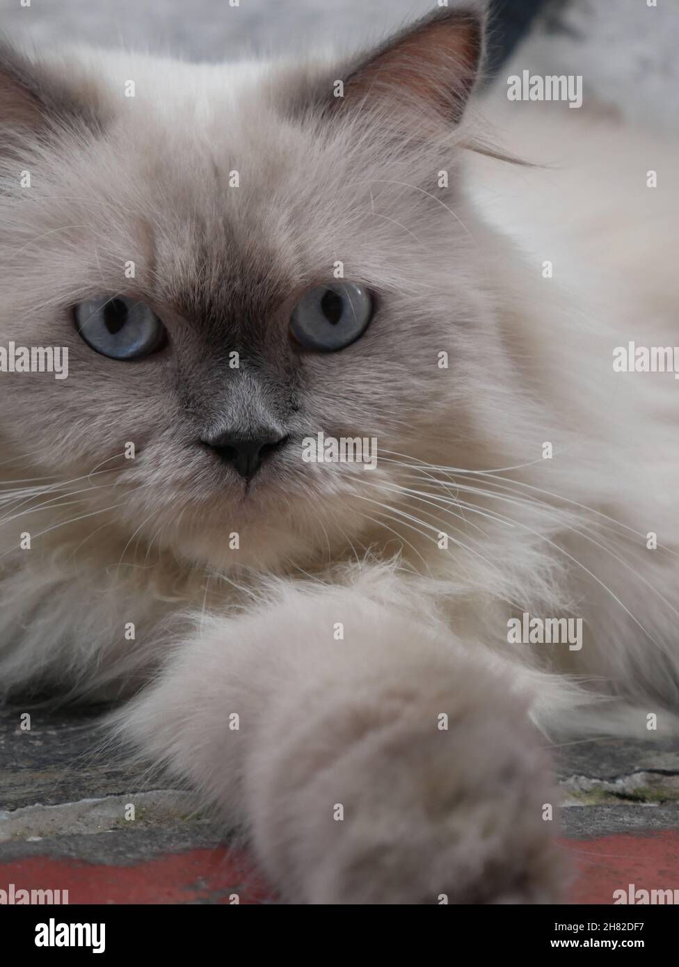 Gattini Himalayani Blue Point