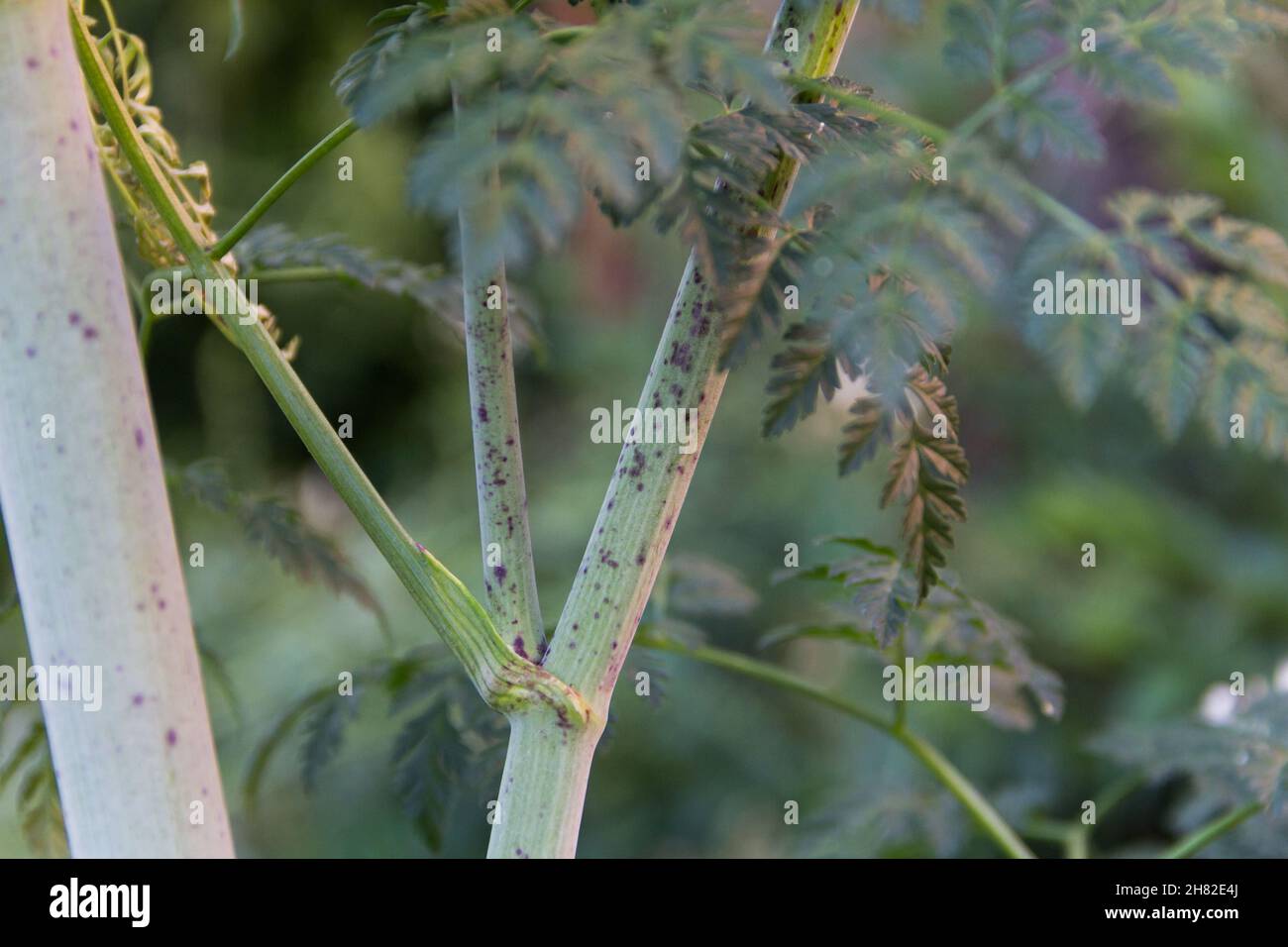 close up characteristic red spots of hemlock trunk Stock Photo - Alamy