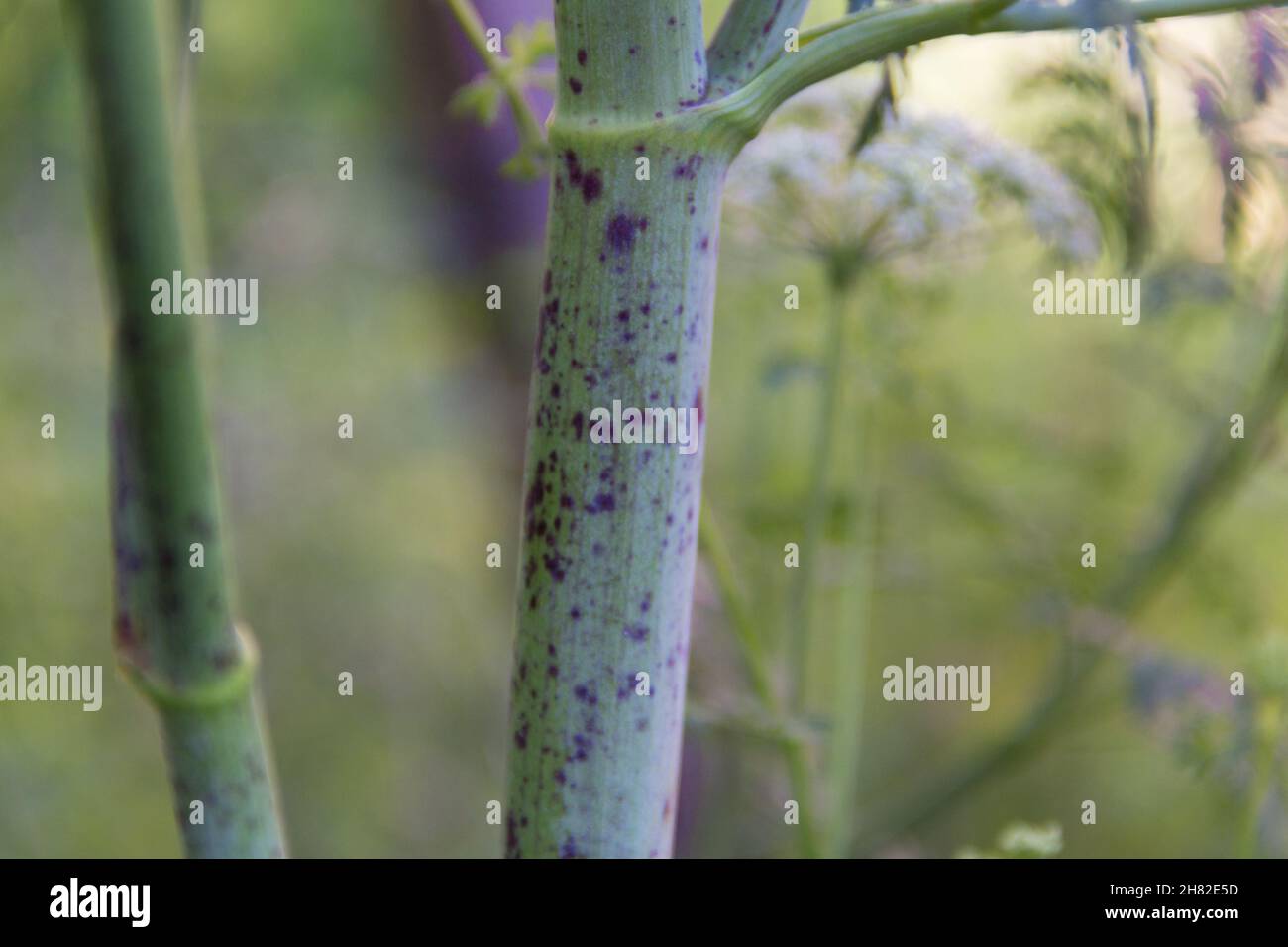 close up characteristic red spots of hemlock trunk Stock Photo - Alamy